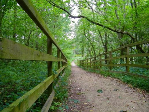 Rockingham Forest - Wakerley Great Wood - Woodland Trust