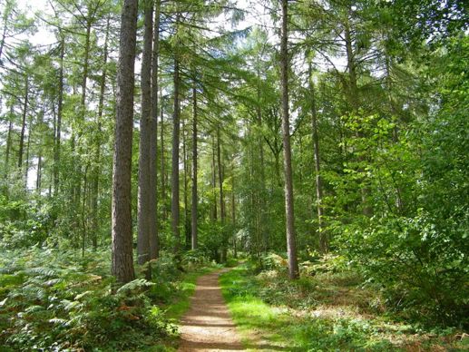 Rockingham Forest - Wakerley Great Wood - Woodland Trust