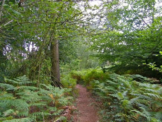 Rockingham Forest - Wakerley Great Wood - Woodland Trust