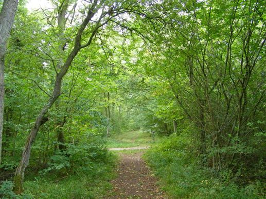 Rockingham Forest - Wakerley Great Wood - Woodland Trust
