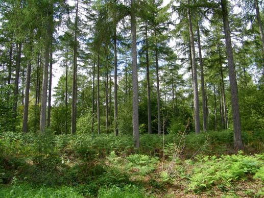 Rockingham Forest - Wakerley Great Wood - Woodland Trust