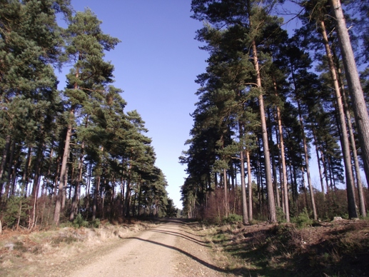 Crowthorne Wood - Woodland Trust