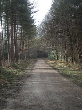Hemsted Forest - Woodland Trust