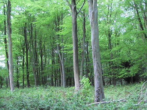 Wildhams Wood - Woodland Trust