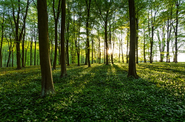 Wildhams Wood - Woodland Trust