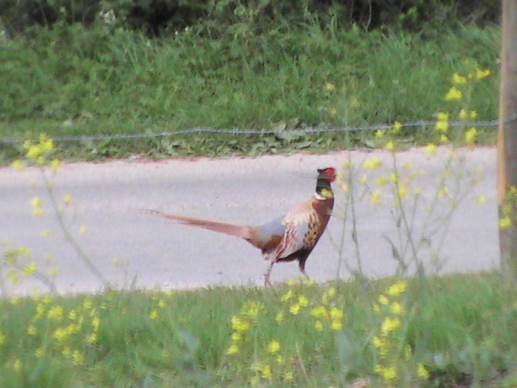 Wildhams Wood - Woodland Trust