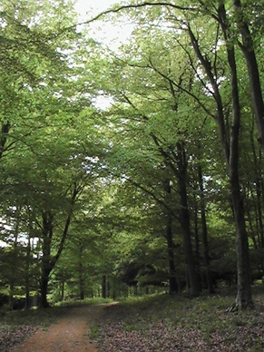 Wildhams Wood - Woodland Trust