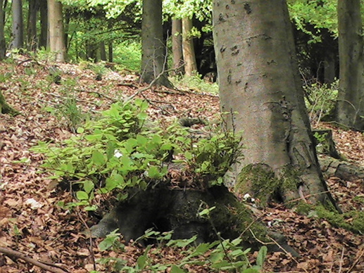 Wildhams Wood - Woodland Trust