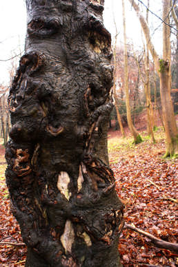 Kimble Wood - Woodland Trust