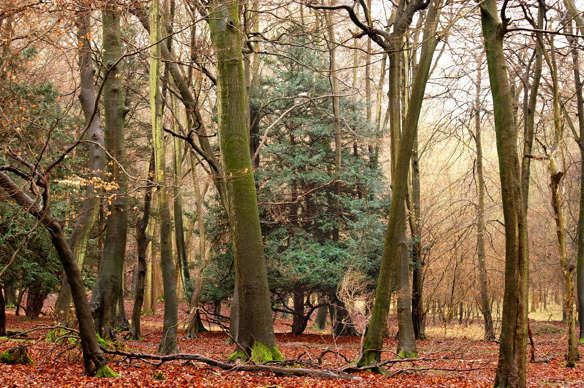 Kimble Wood - Woodland Trust