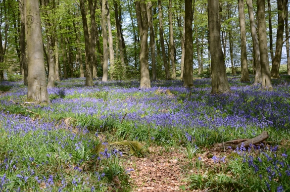 Chawton Park Wood - Woodland Trust