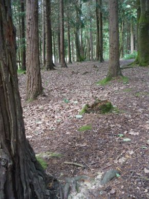 The Forests of the Isle of Wight - Firestone Copse - Woodland Trust