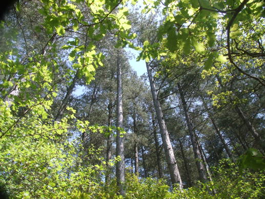 The Forests of the Isle of Wight - Firestone Copse - Woodland Trust