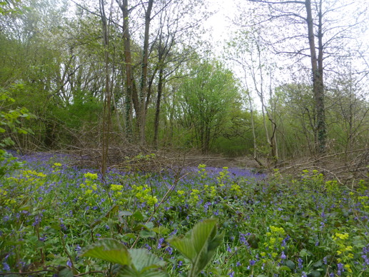 The Forests of the Isle of Wight - Firestone Copse - Woodland Trust