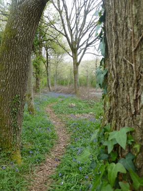 The Forests of the Isle of Wight - Firestone Copse - Woodland Trust