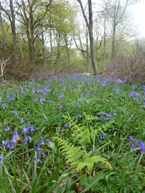 The Forests of the Isle of Wight - Firestone Copse - Woodland Trust