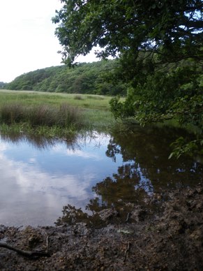 The Forests of the Isle of Wight - Firestone Copse - Woodland Trust