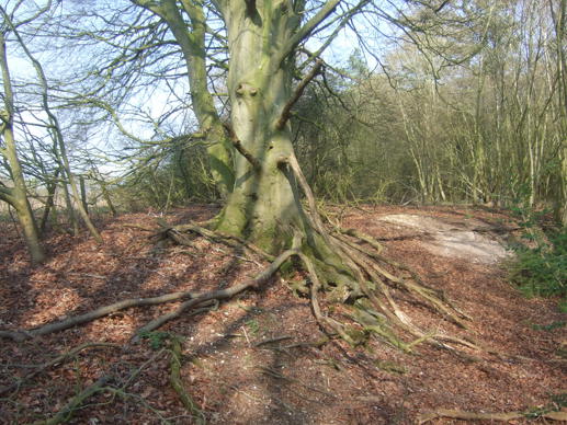 Farley Mount Country Park - Woodland Trust