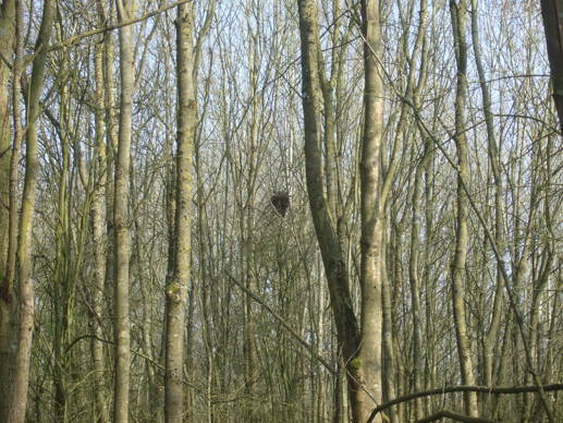 Farley Mount Country Park - Woodland Trust