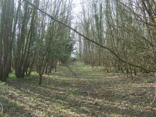 Farley Mount Country Park - Woodland Trust