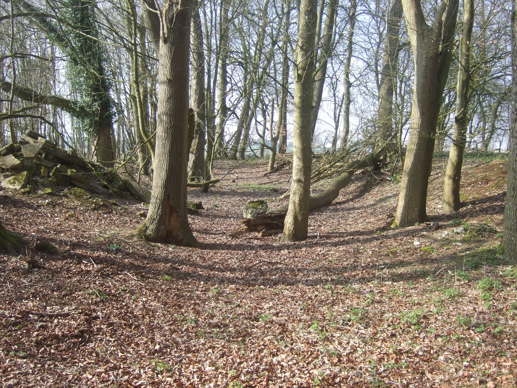 Farley Mount Country Park - Woodland Trust