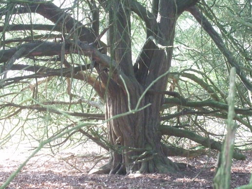 Farley Mount Country Park - Woodland Trust