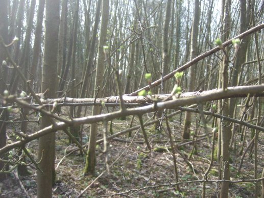 Farley Mount Country Park - Woodland Trust