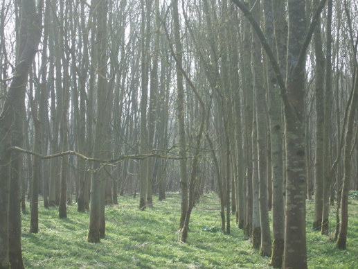 Farley Mount Country Park - Woodland Trust