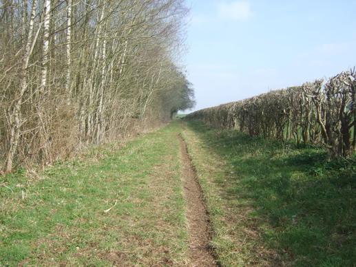 Farley Mount Country Park - Woodland Trust