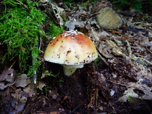 Burnt Wood - Woodland Trust
