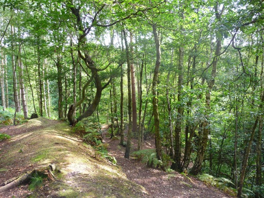 Burnt Wood - Woodland Trust