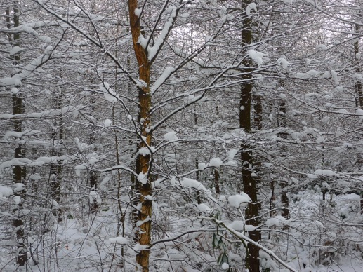Burnt Wood - Woodland Trust