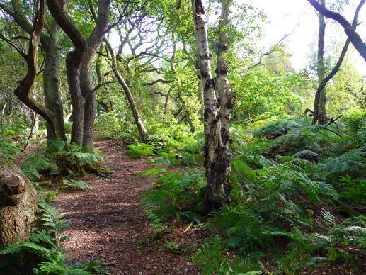 Burnt Wood - Woodland Trust