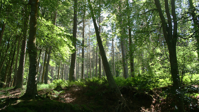 Kinnoull Hill Woodland Park - Binn Hill - Woodland Trust