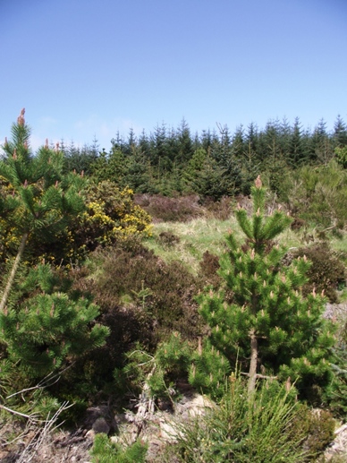 Durris Forest - Woodland Trust