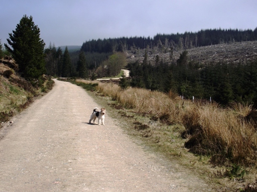 Durris Forest - Woodland Trust