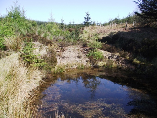 Durris Forest - Woodland Trust