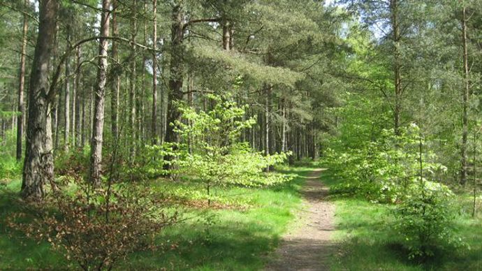 Ladybank Woodland - Woodland Trust