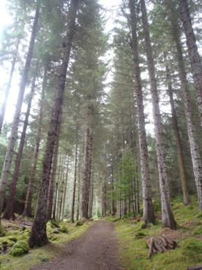 Farigaig Forest - Woodland Trust