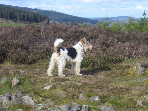 Pitfichie - Woodland Trust