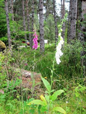 Strathmashie - Woodland Trust