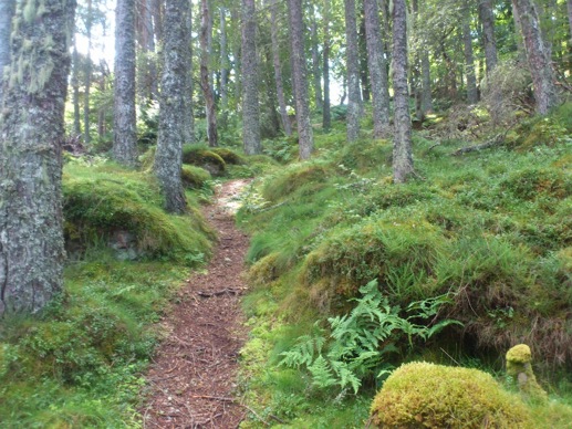 Craig Phadrig - Woodland Trust
