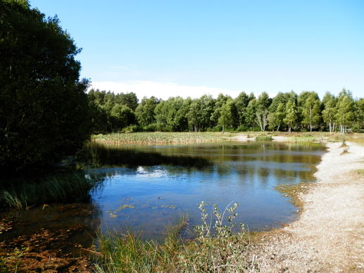 Culbin Forest - Woodland Trust