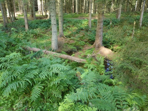 Kirkhill Forest - Woodland Trust