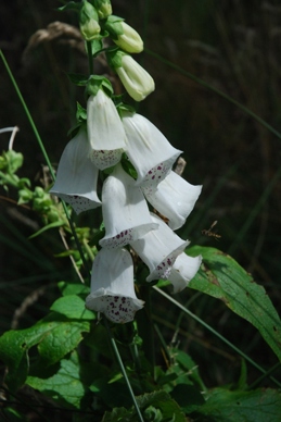 Devilla Forest - Woodland Trust