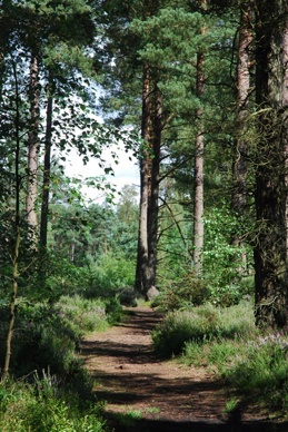 Devilla Forest - Woodland Trust